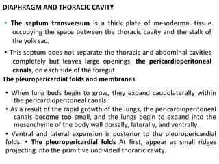 formationofthebodycavities-181216075936.docx