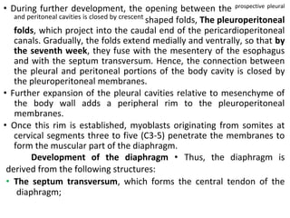 formationofthebodycavities-181216075936.docx
