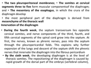 formationofthebodycavities-181216075936.docx