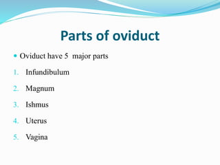 Formation of the egg | PPTX
