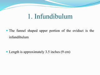 Formation of the egg | PPTX