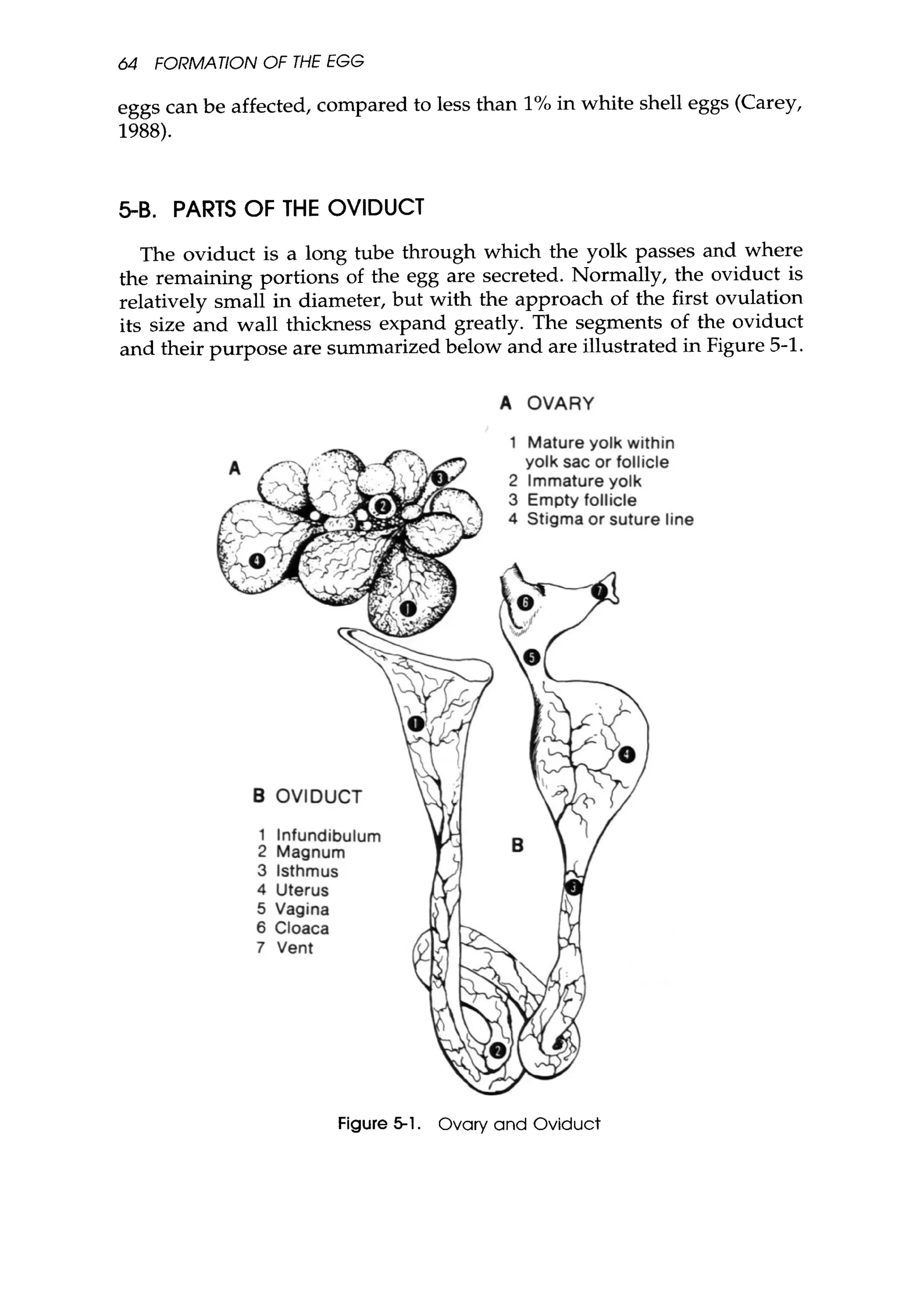 Formation of the egg | PDF
