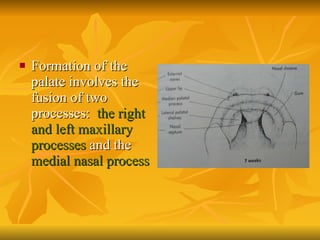 Formation of the palate | PPT