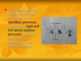 Formation of the palate | PPT