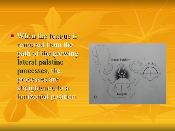 Formation of the palate