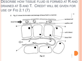 Formation of tissue fluid | PPTX | Biological Sciences | Science