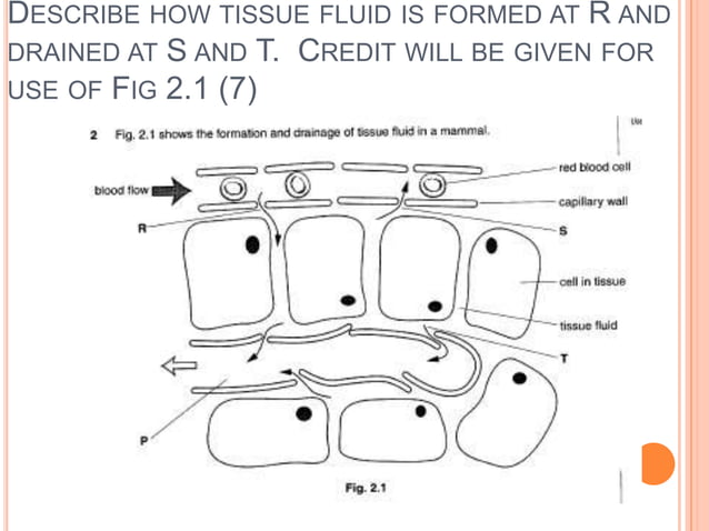 Formation of tissue fluid | PPTX | Biological Sciences | Science