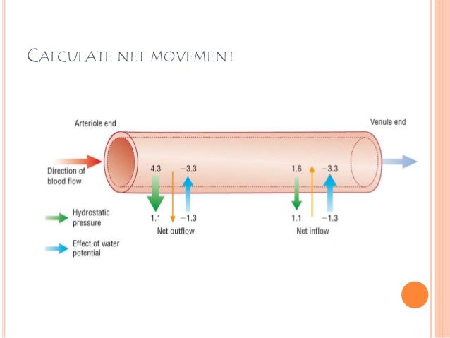 Formation of tissue fluid
