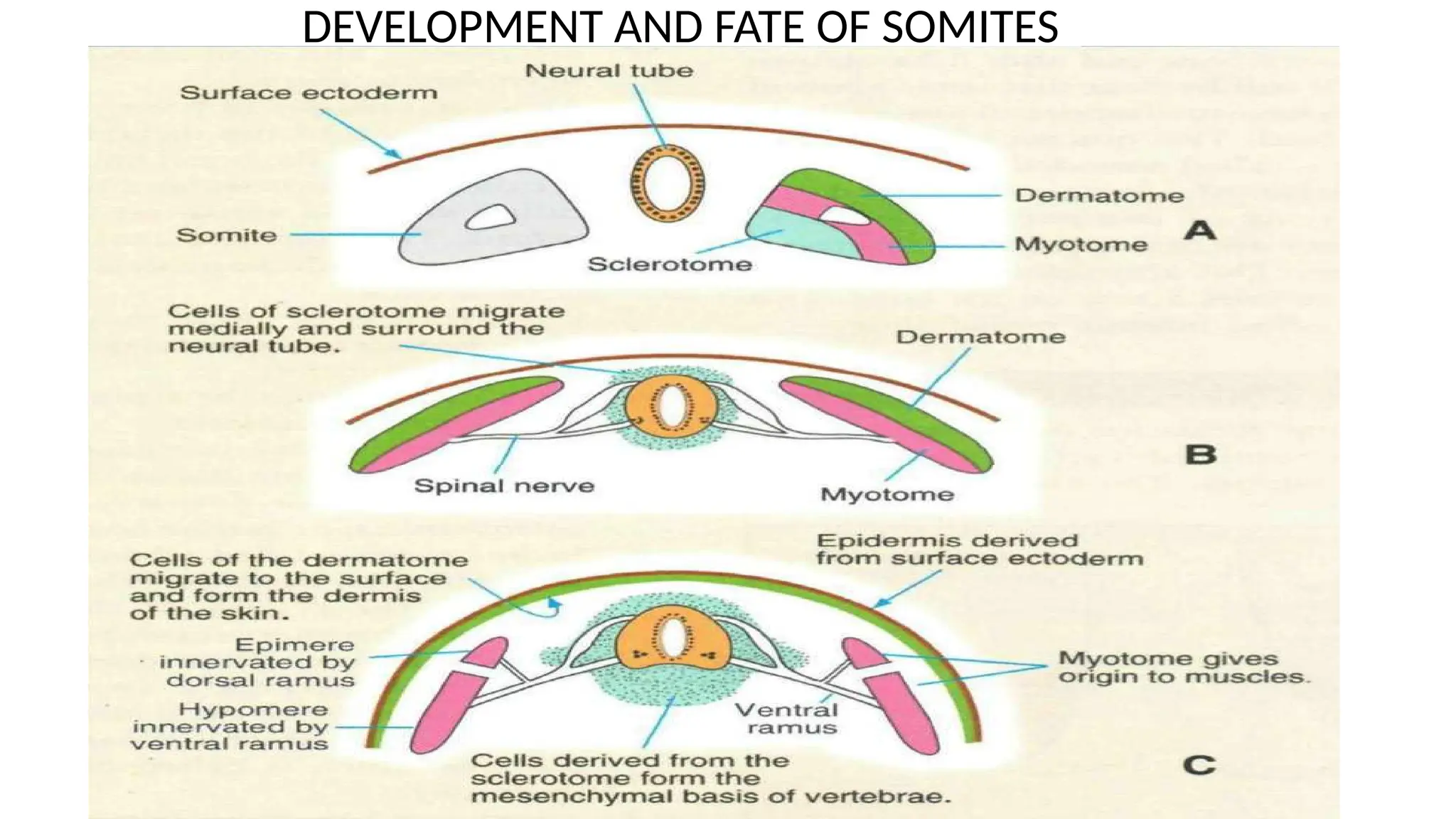 FORMATION OF TISSUES OF THE BODY (EMBRYOLOGY PRESENTATION).pptx