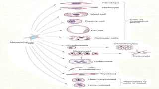FORMATION OF TISSUES OF THE BODY (EMBRYOLOGY PRESENTATION).pptx