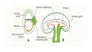 FORMATION OF TISSUES OF THE BODY (EMBRYOLOGY PRESENTATION).pptx