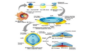 FORMATION OF TISSUES OF THE BODY (EMBRYOLOGY PRESENTATION).pptx