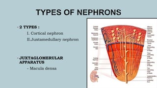 Urine formation | PPTX