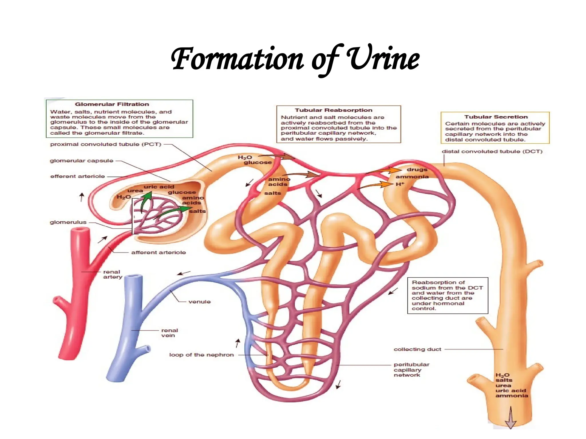 Formation of Urine.pptx mechanism of formation | PPTX