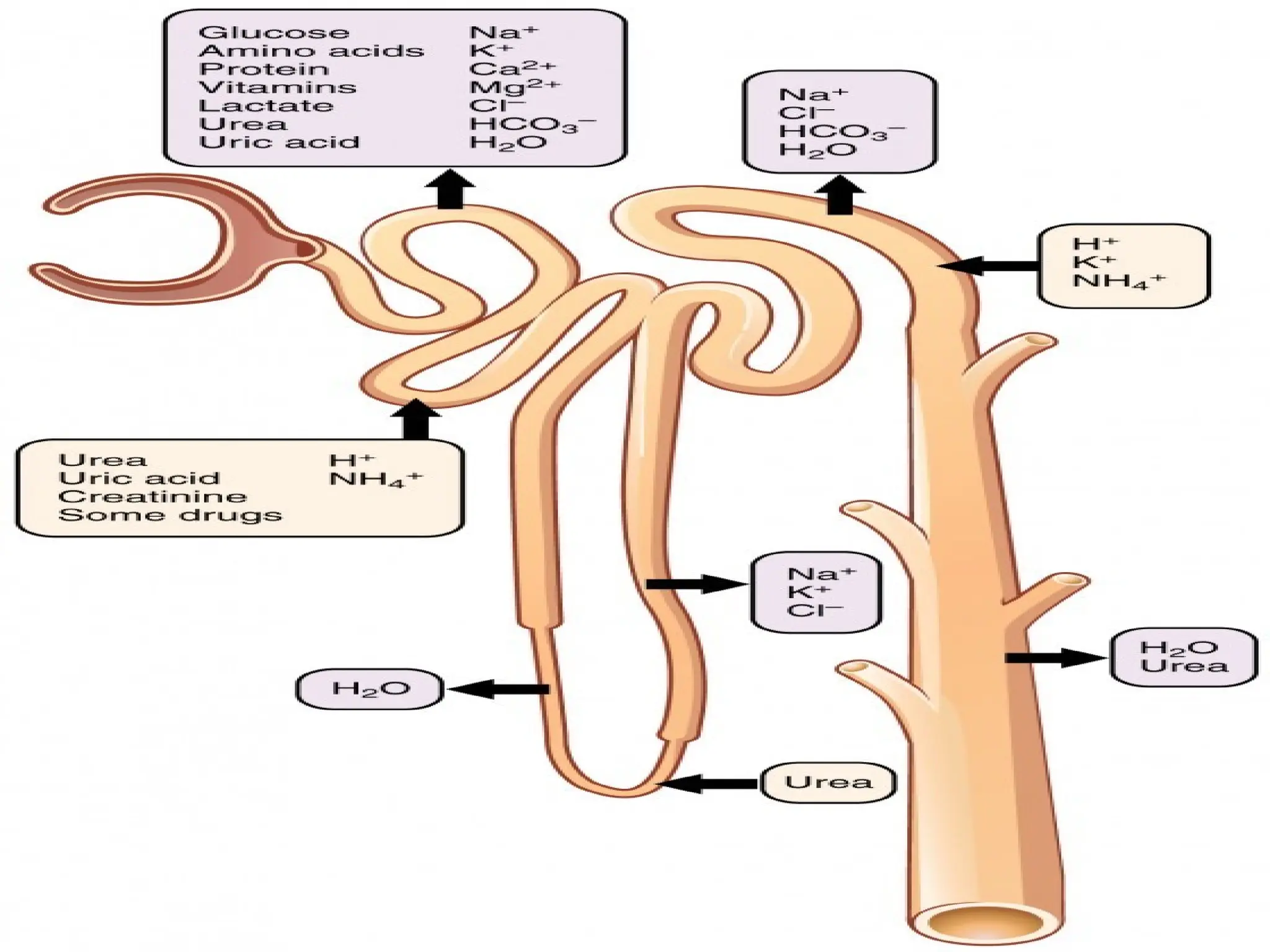 Formation of Urine.pptx mechanism of formation | PPTX