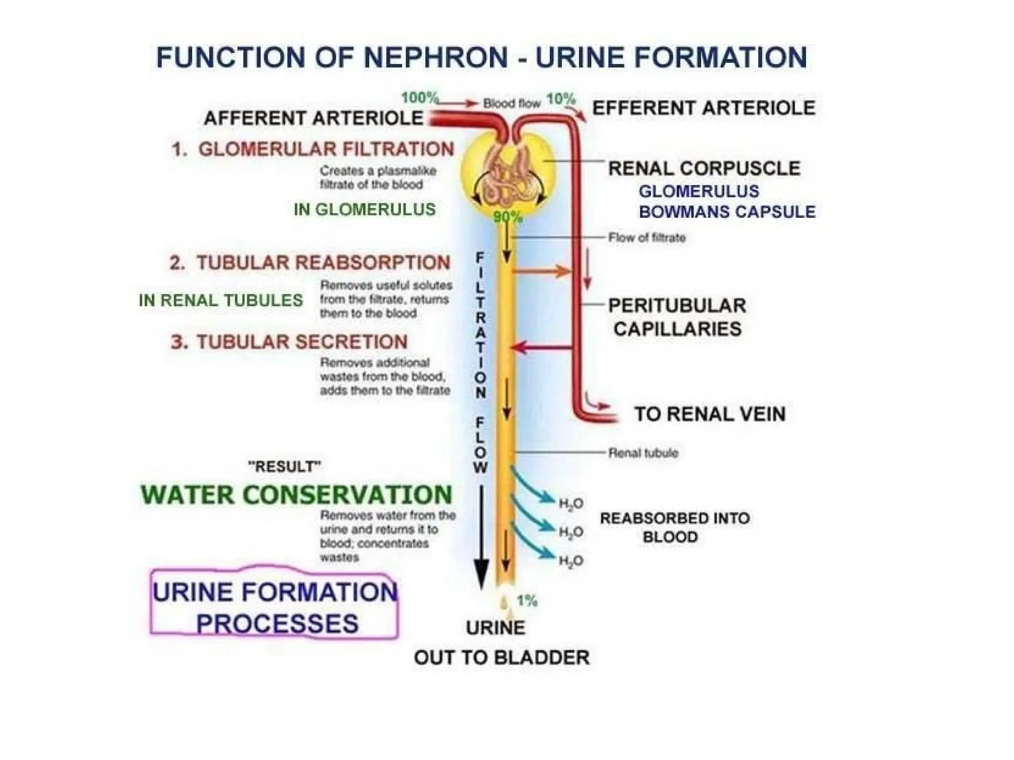 Formation of Urine.pptx mechanism of formation | PPTX