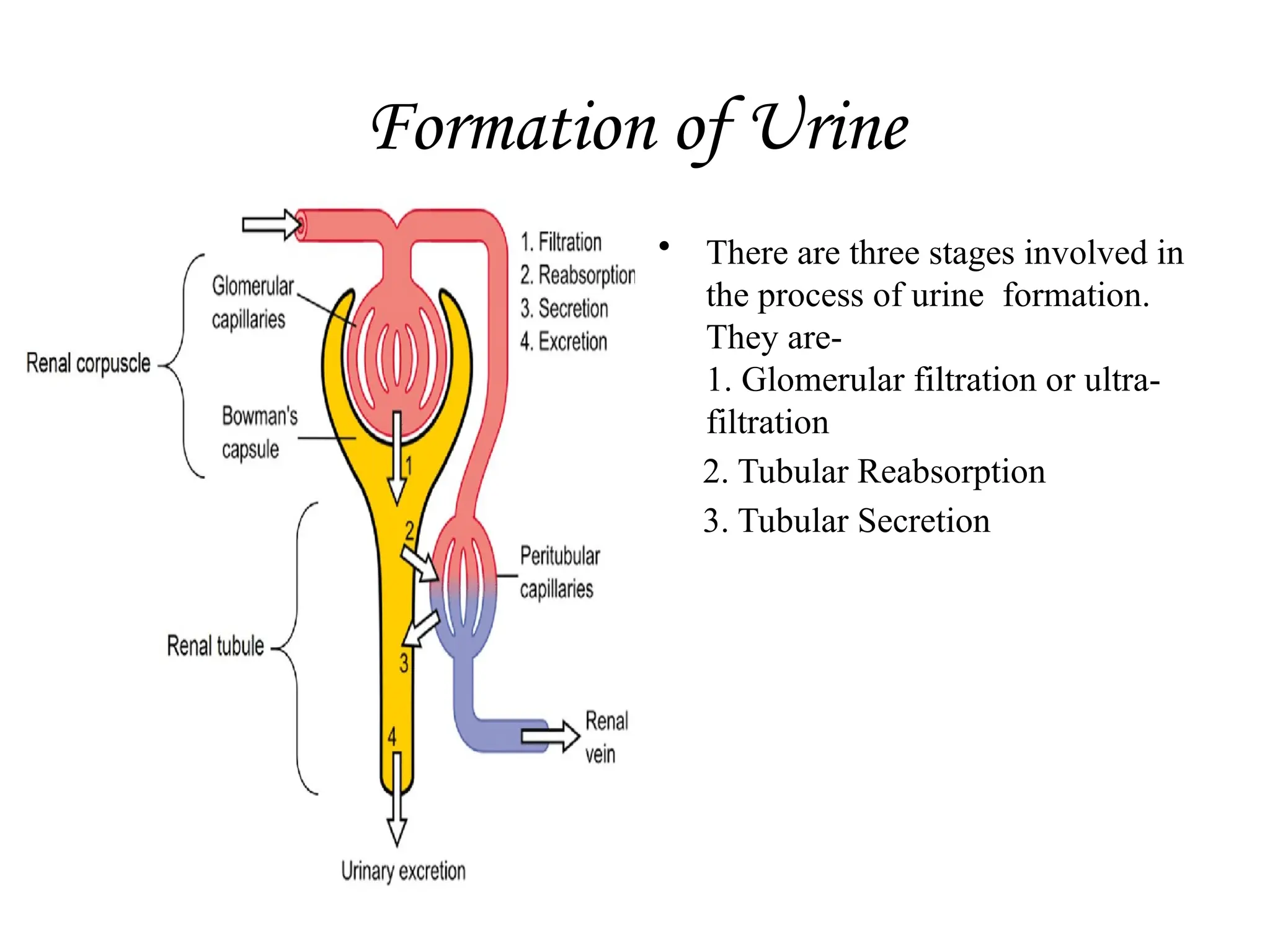 Formation of Urine.pptx mechanism of formation | PPTX