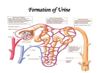Formation of Urine.pptx mechanism of formation | PPTX