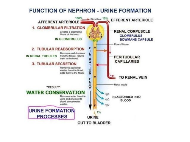 Formation of Urine.pptx mechanism of formation | PPTX