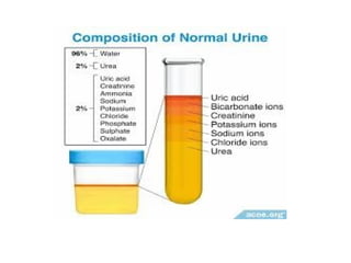 Formation of Urine.pptx mechanism of formation | PPTX