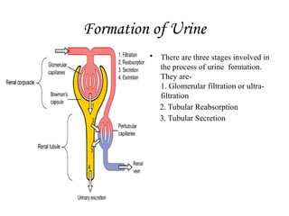 Formation of Urine.pptx mechanism of formation | PPTX