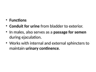 FORMATION OF URINE.pptx it is informative file about how urine is ...