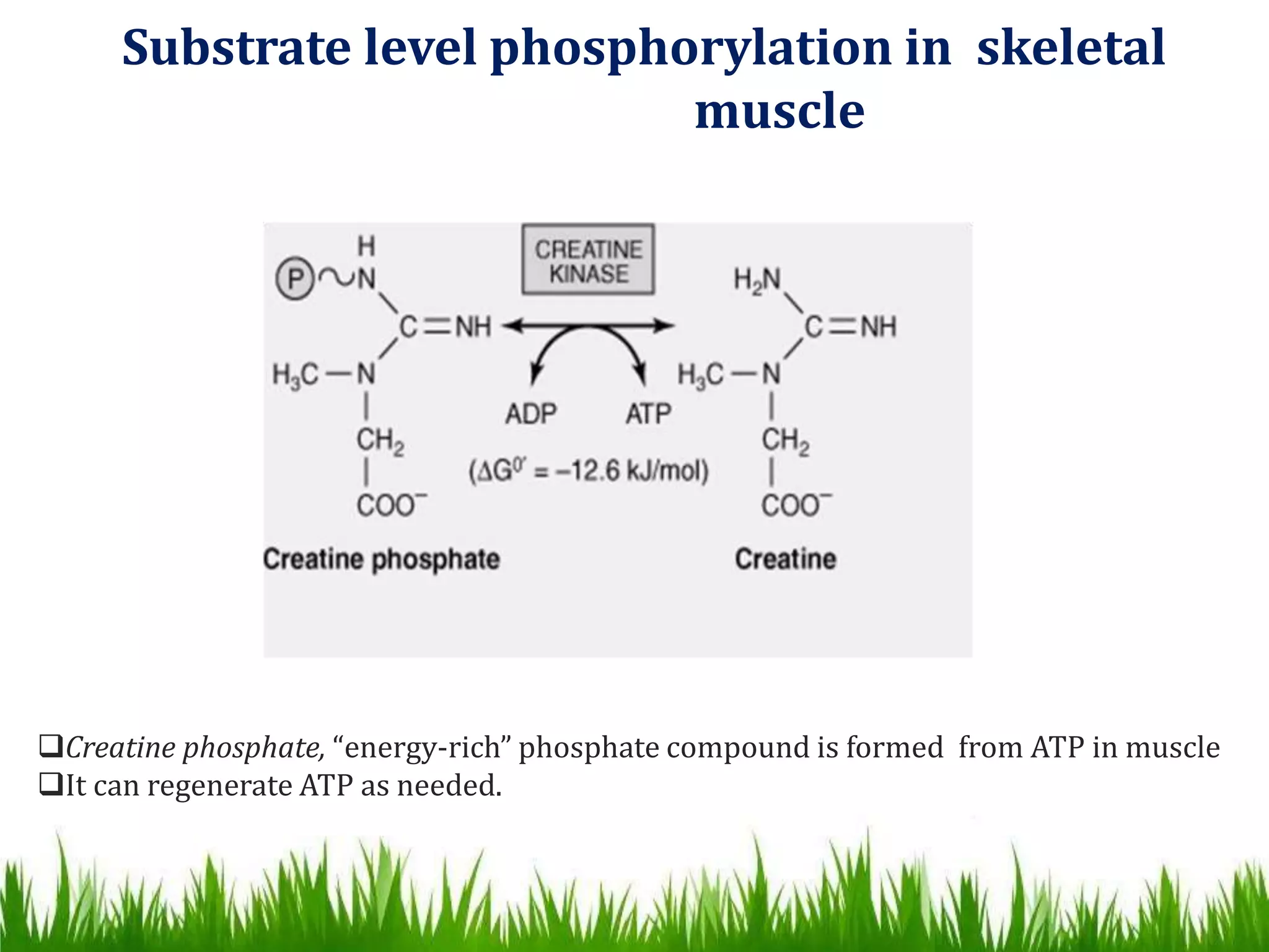 FORMATION & ROLE OF ATP, CREATINE PHOSPAHTE | PPTX