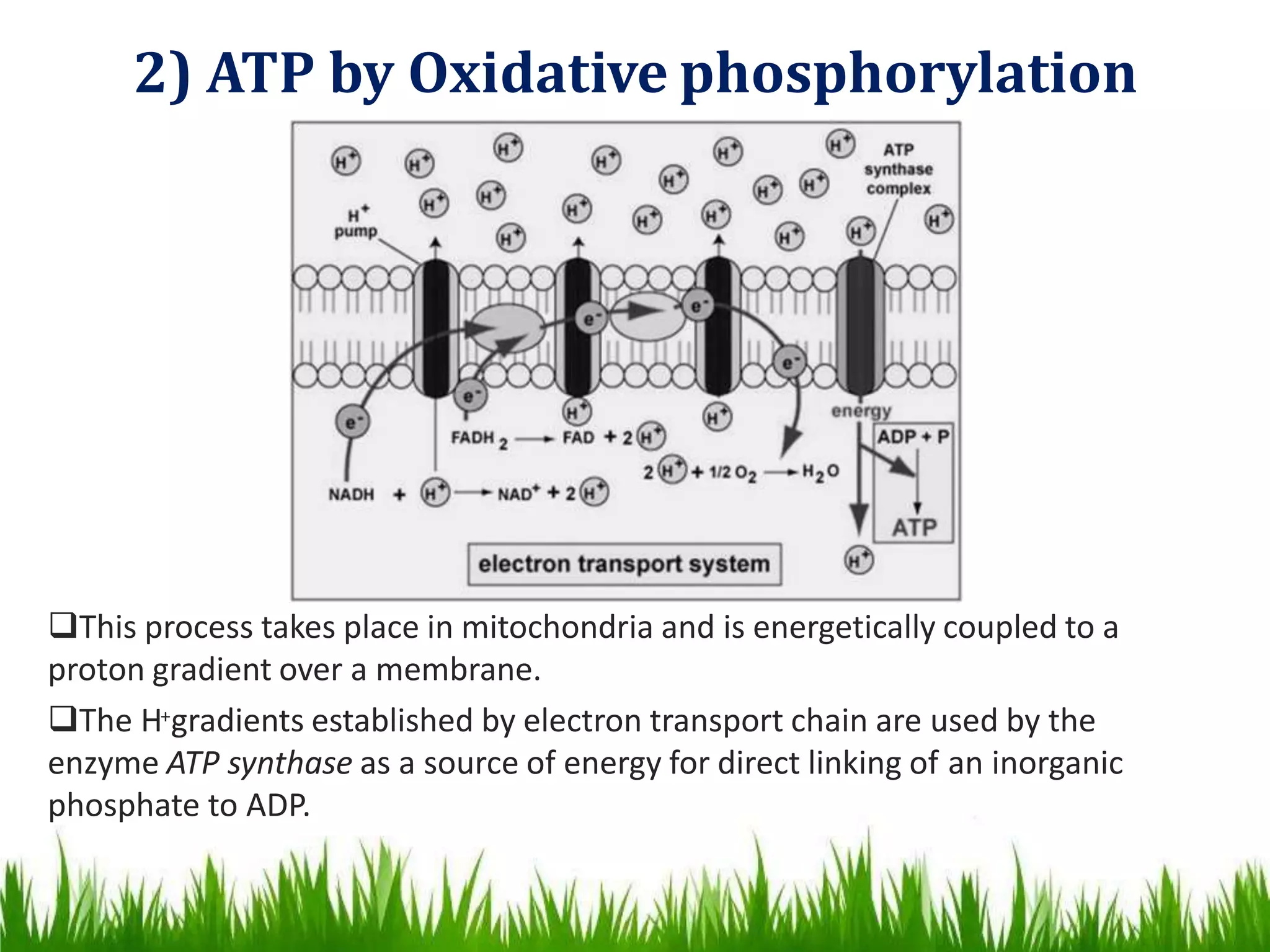 FORMATION & ROLE OF ATP, CREATINE PHOSPAHTE | PPTX