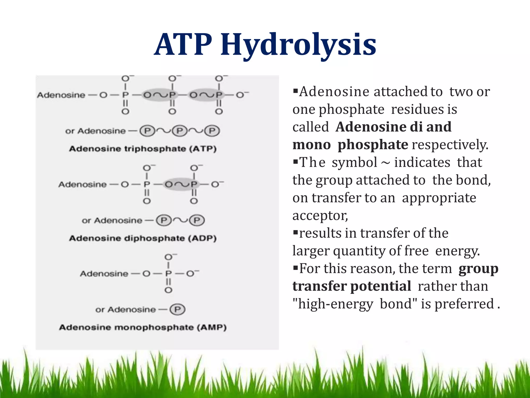 FORMATION & ROLE OF ATP, CREATINE PHOSPAHTE | PPTX