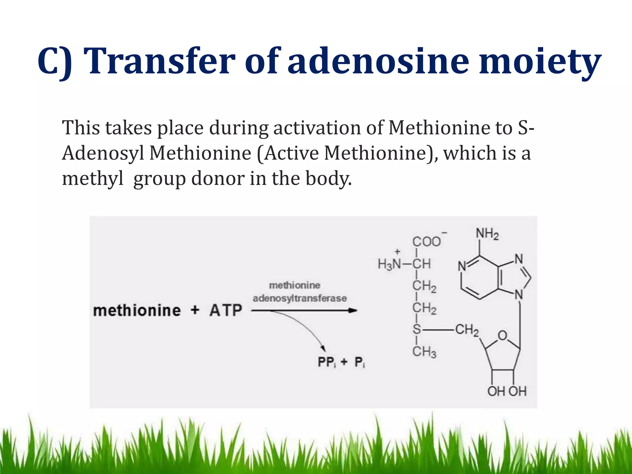 FORMATION & ROLE OF ATP, CREATINE PHOSPAHTE | PPTX