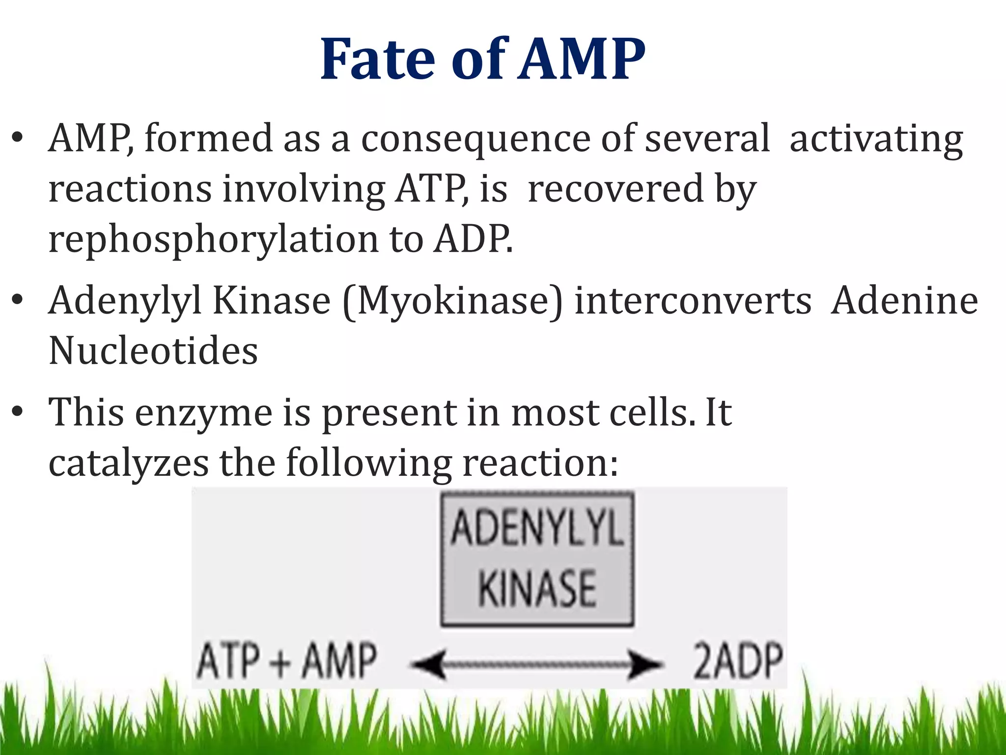 FORMATION & ROLE OF ATP, CREATINE PHOSPAHTE | PPTX