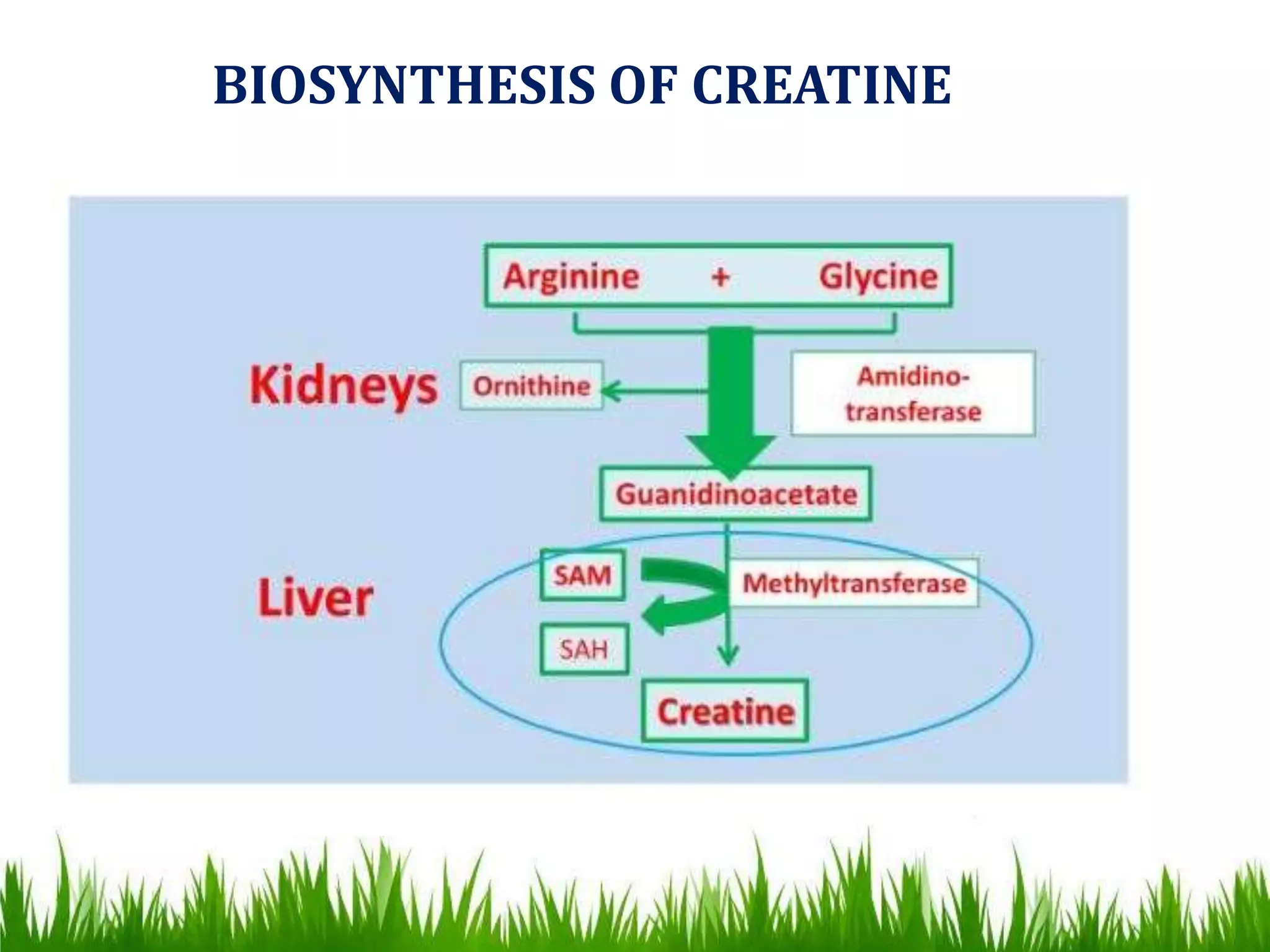 FORMATION & ROLE OF ATP, CREATINE PHOSPAHTE | PPTX