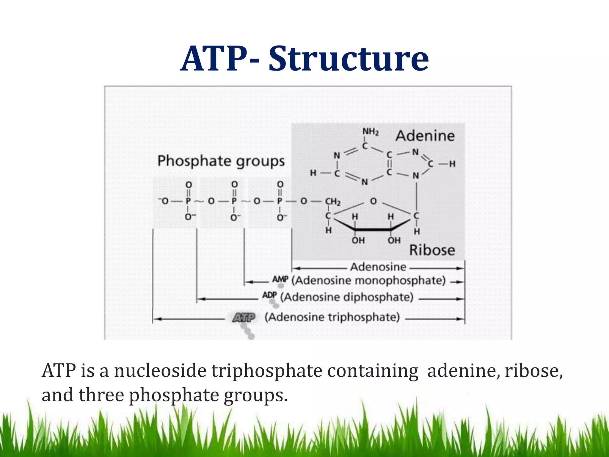 FORMATION & ROLE OF ATP, CREATINE PHOSPAHTE | PPTX