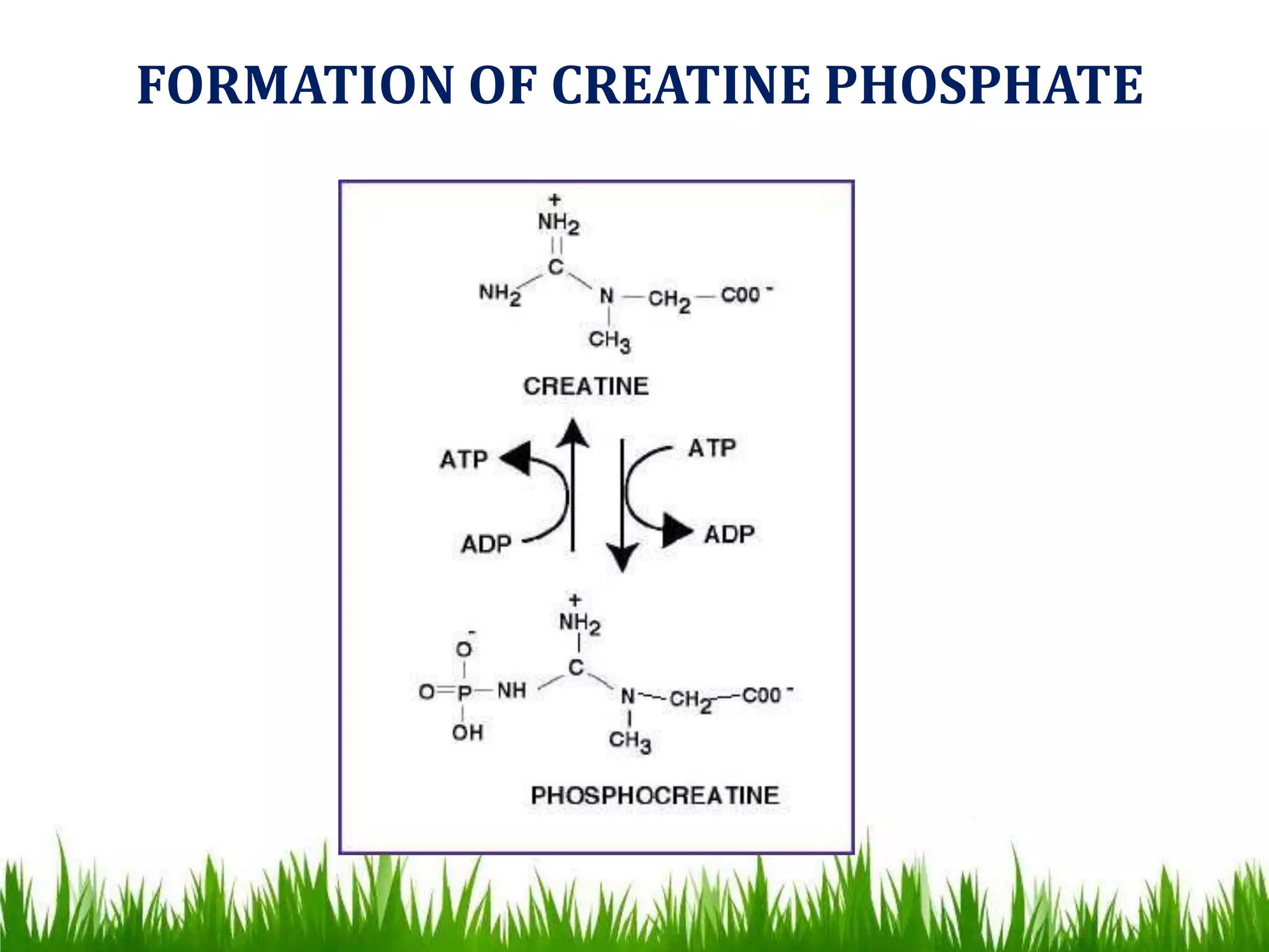 FORMATION & ROLE OF ATP, CREATINE PHOSPAHTE | PPTX