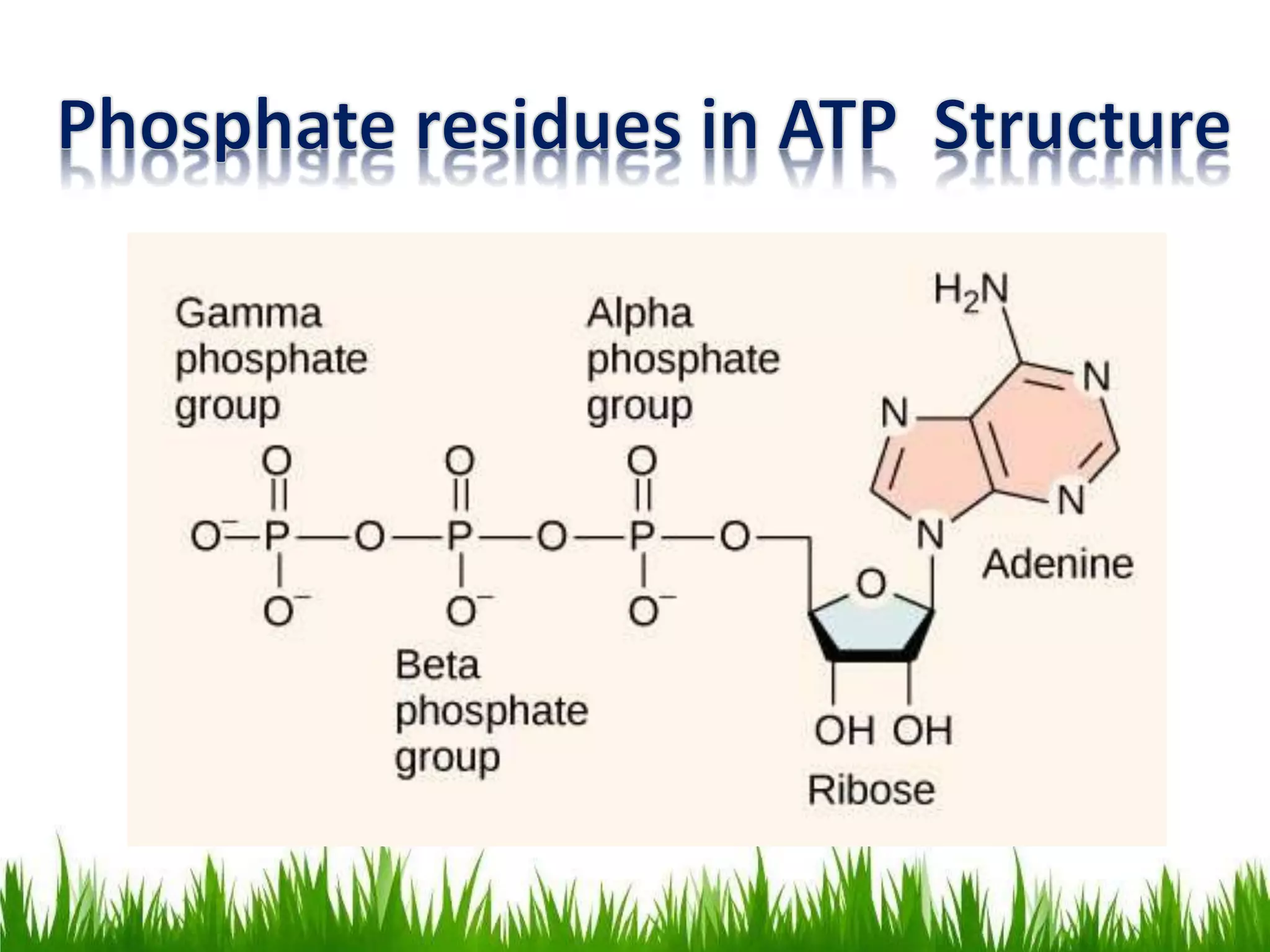 FORMATION & ROLE OF ATP, CREATINE PHOSPAHTE | PPTX