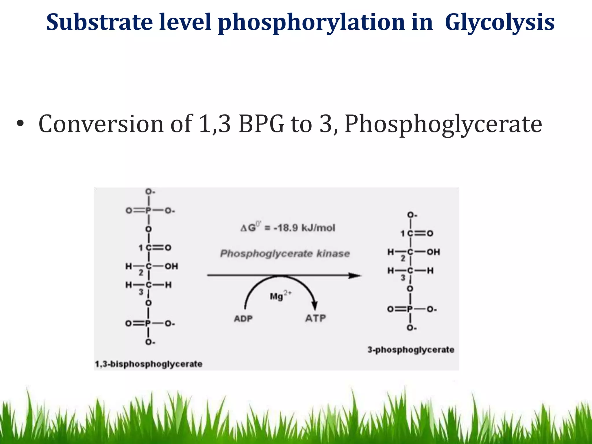 FORMATION & ROLE OF ATP, CREATINE PHOSPAHTE | PPTX