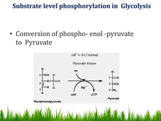 FORMATION & ROLE OF ATP, CREATINE PHOSPAHTE | PPTX