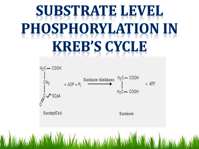 FORMATION & ROLE OF ATP, CREATINE PHOSPAHTE | PPTX | Chemistry | Science