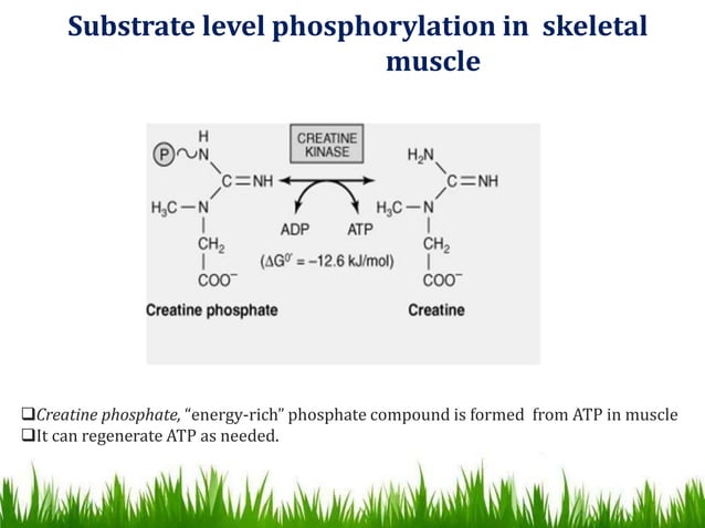FORMATION & ROLE OF ATP, CREATINE PHOSPAHTE | PPTX | Chemistry | Science