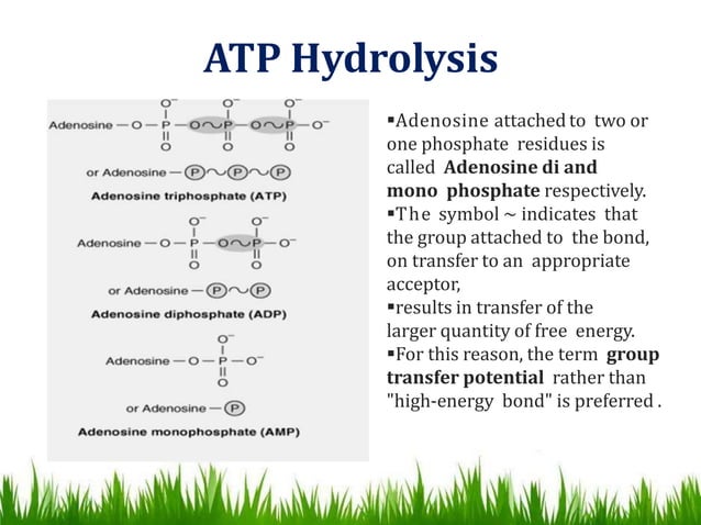 FORMATION & ROLE OF ATP, CREATINE PHOSPAHTE | PPTX | Chemistry | Science