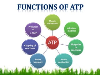 FORMATION & ROLE OF ATP, CREATINE PHOSPAHTE | PPTX