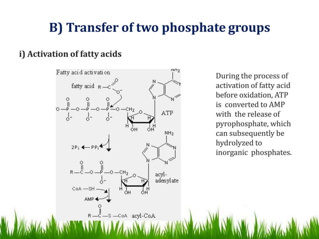 FORMATION & ROLE OF ATP, CREATINE PHOSPAHTE | PPTX | Chemistry | Science