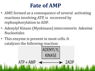 FORMATION & ROLE OF ATP, CREATINE PHOSPAHTE | PPTX