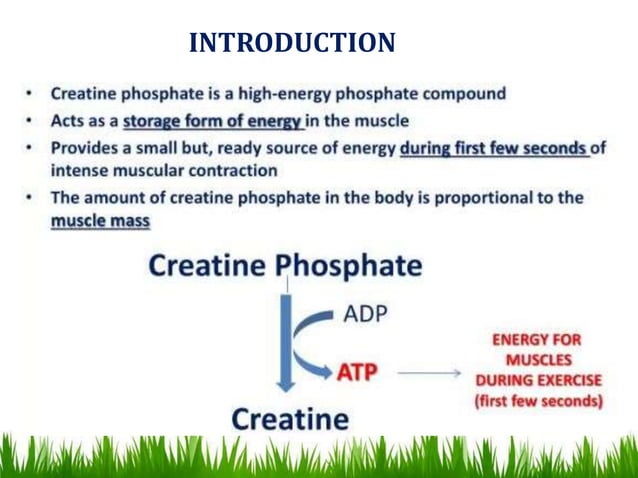 FORMATION & ROLE OF ATP, CREATINE PHOSPAHTE | PPTX | Chemistry | Science