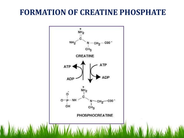 FORMATION & ROLE OF ATP, CREATINE PHOSPAHTE | PPTX | Chemistry | Science