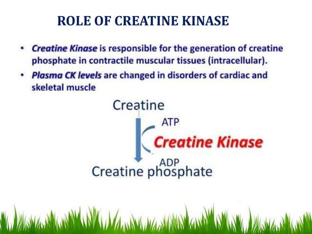 FORMATION & ROLE OF ATP, CREATINE PHOSPAHTE | PPTX | Chemistry | Science