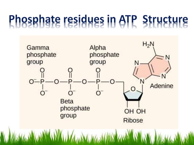 FORMATION & ROLE OF ATP, CREATINE PHOSPAHTE | PPTX | Chemistry | Science