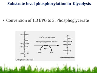 FORMATION & ROLE OF ATP, CREATINE PHOSPAHTE | PPTX