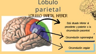 FORMATO ACTUALIZADO DE DIAPOSITIVAS NEUROANATOMIA.pptx