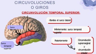 FORMATO ACTUALIZADO DE DIAPOSITIVAS NEUROANATOMIA.pptx